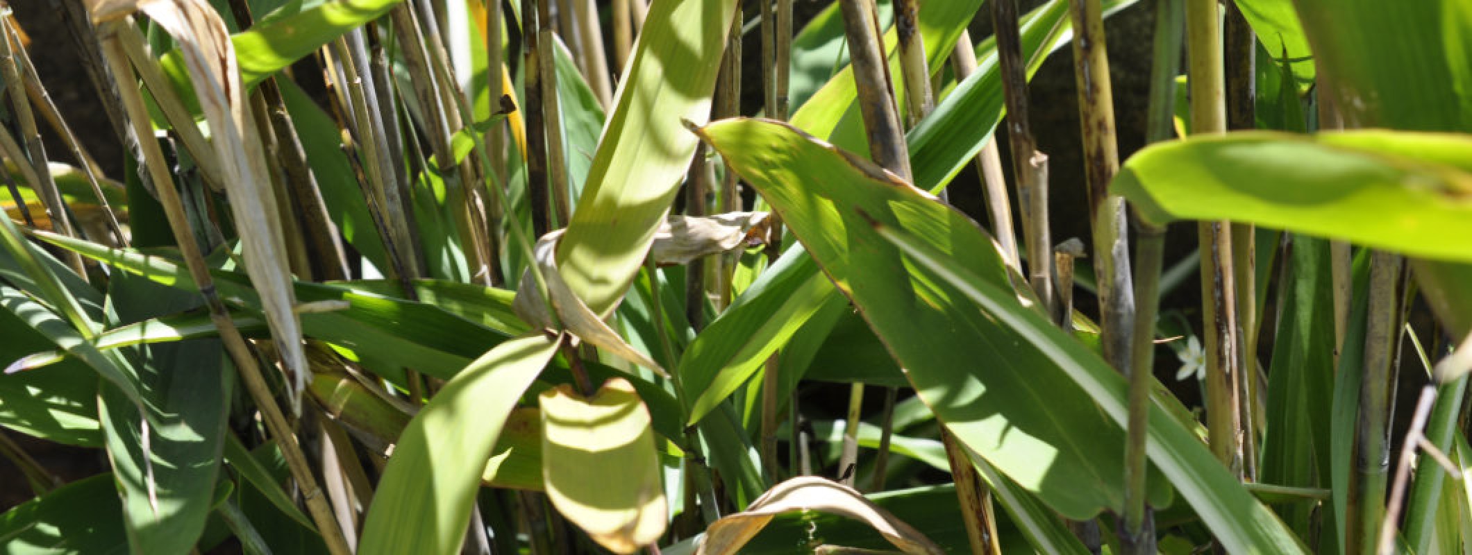 Root Reveal: Tiger Grass (Thysanolaena latifolia)