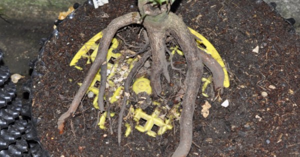 Don't Let Roots Go Through Air-Pot Bases