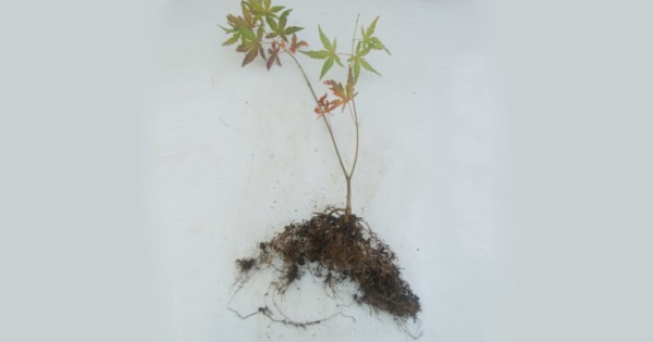 Air-Pot Containers for Bonsai Root Training