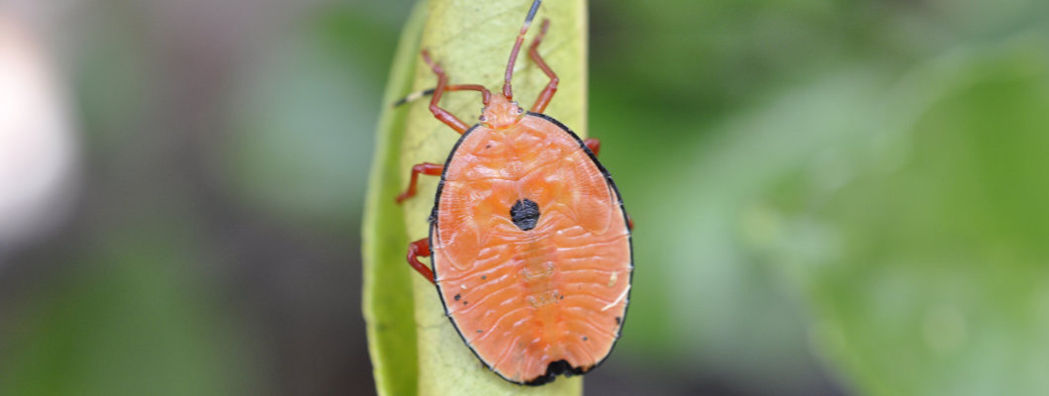 White Oil and Removal of the Bronze Orange Bug