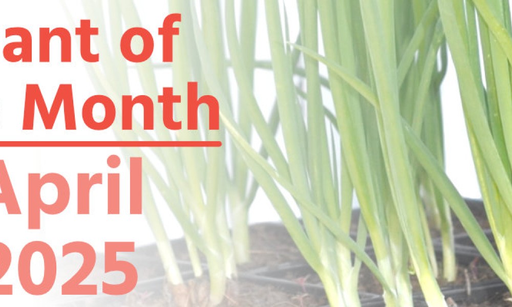 Egyptian Walking Onions / Tree Onions (Allium × proliferum) - Mature ...