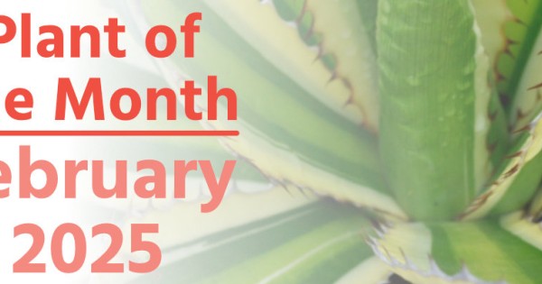 Plant of the Month: February 2025