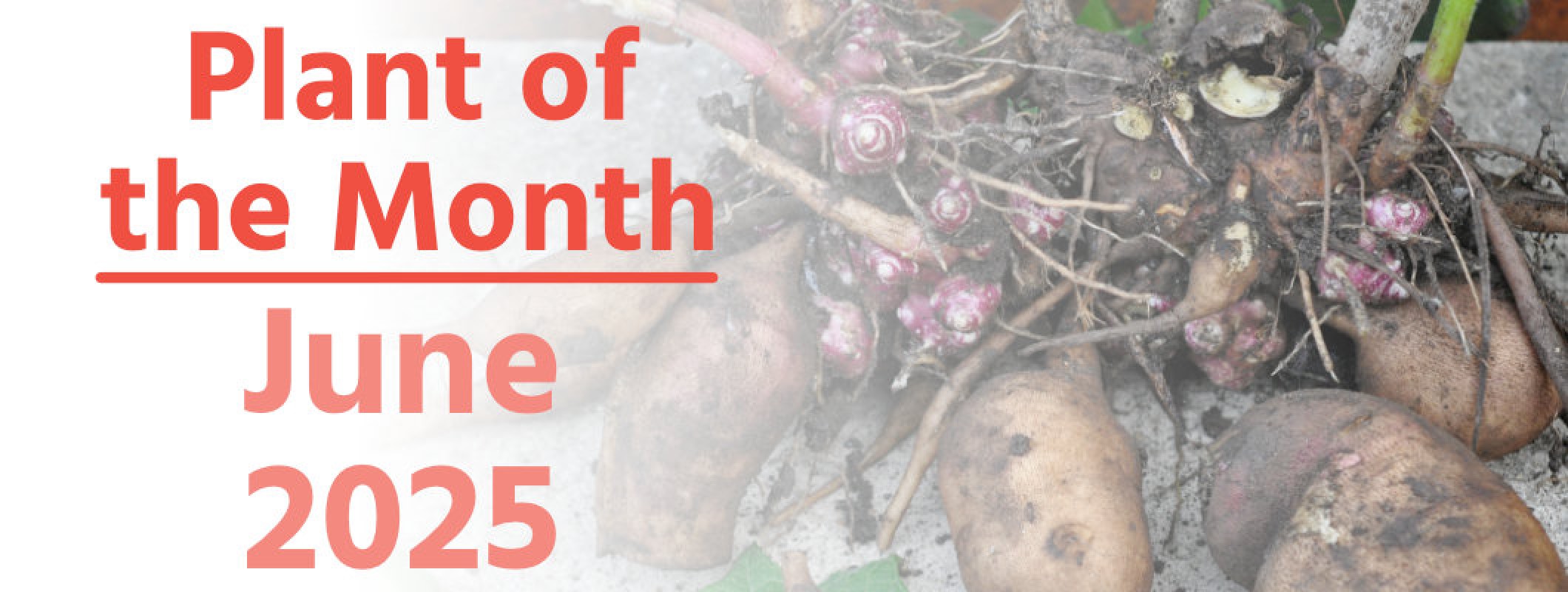 Plant of the Month: June 2025