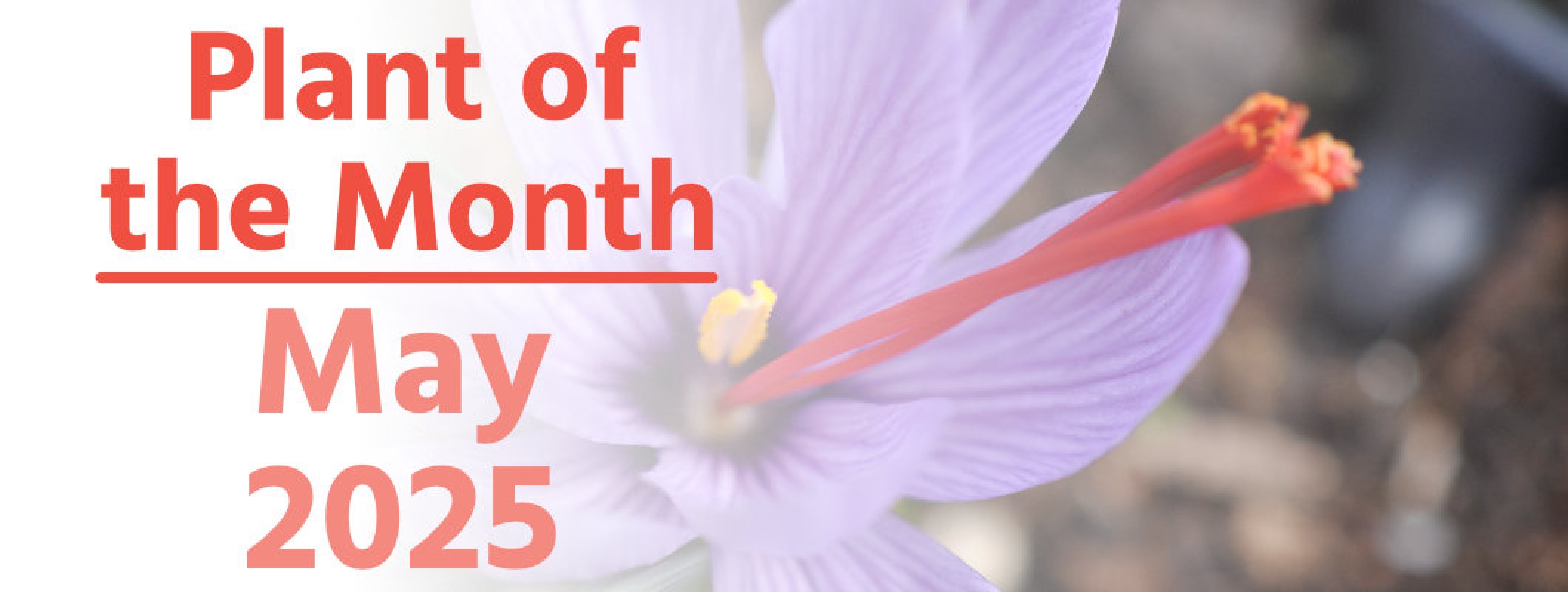 Plant of the Month: May 2025