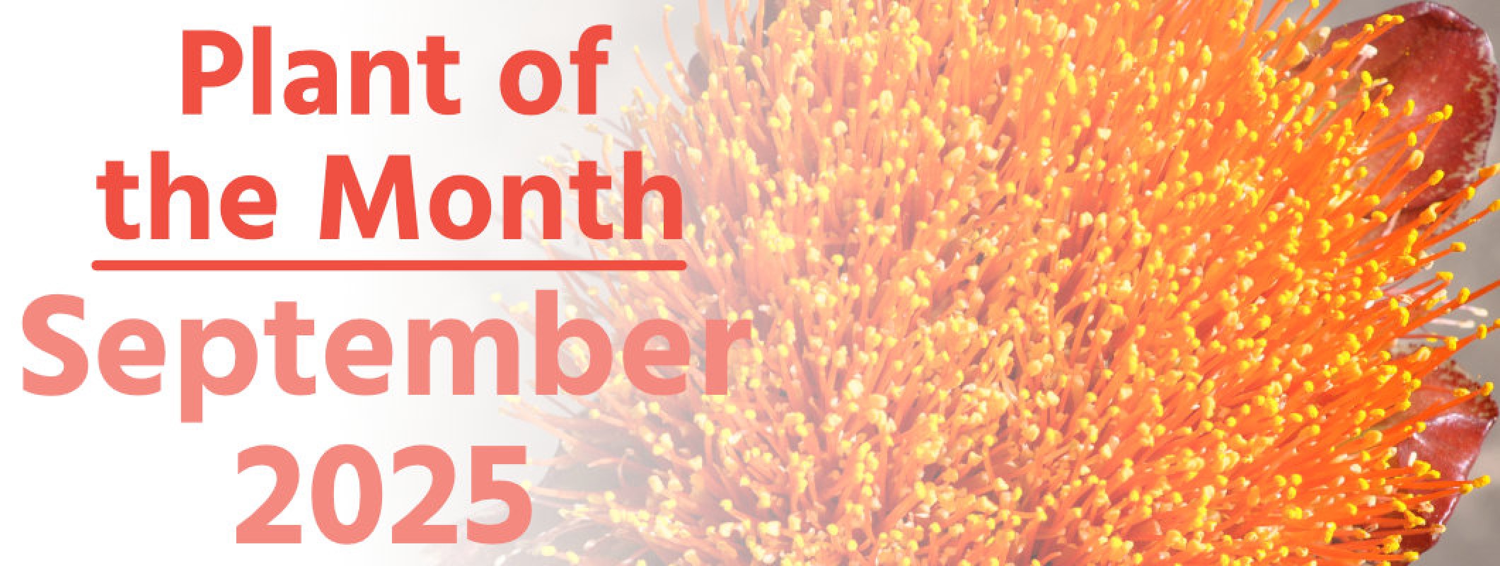 Plant of the Month: September 2025