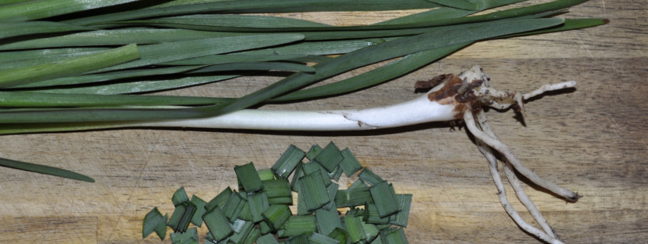 Society Garlic: When Garlic and Garlic Chives Had a Love Child