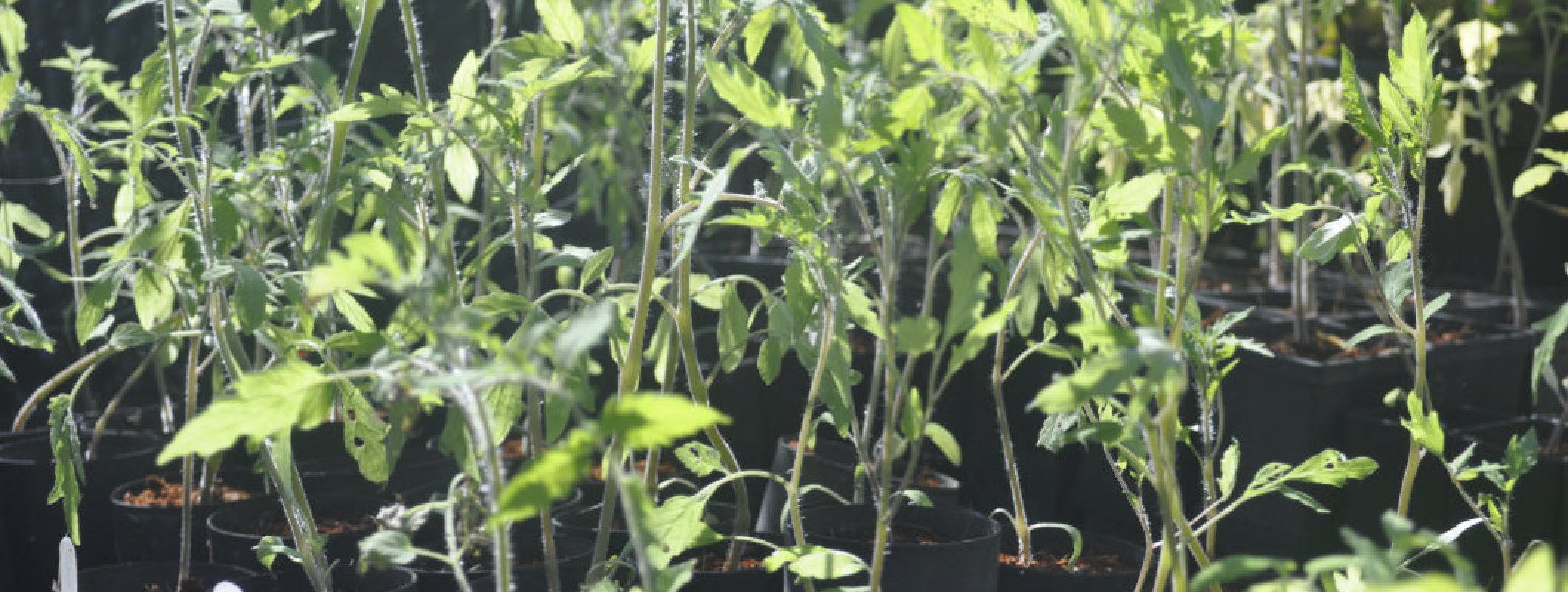 Determinate, Indeterminate, and Dwarf Tomatoes: What Do They All Mean?