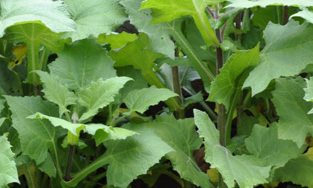 Yacon (Peruvian Ground Apple) (Smallanthus sonchifolius) in 90 mm ...