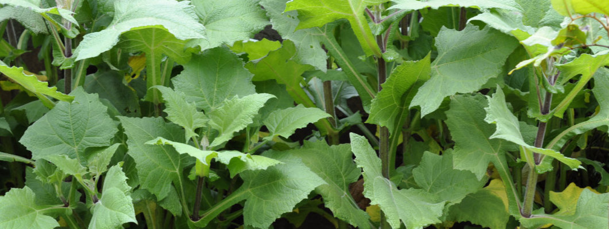 Yacón (Peruvian Ground Apple)