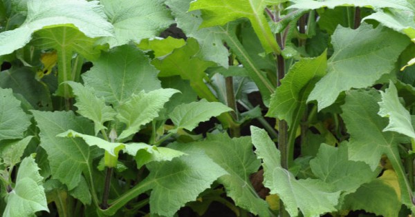 Yacón (Peruvian Ground Apple)