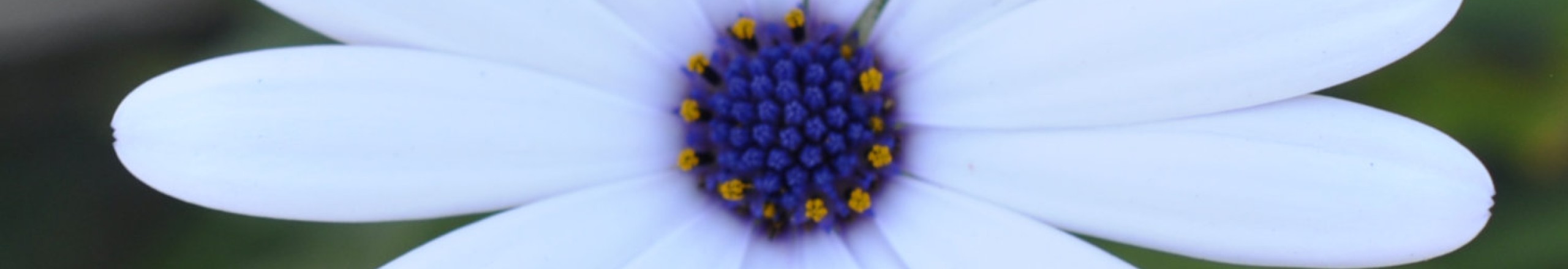 Family Asteraceae, the Aster, Daisy, Composite, or Sunflower Family
