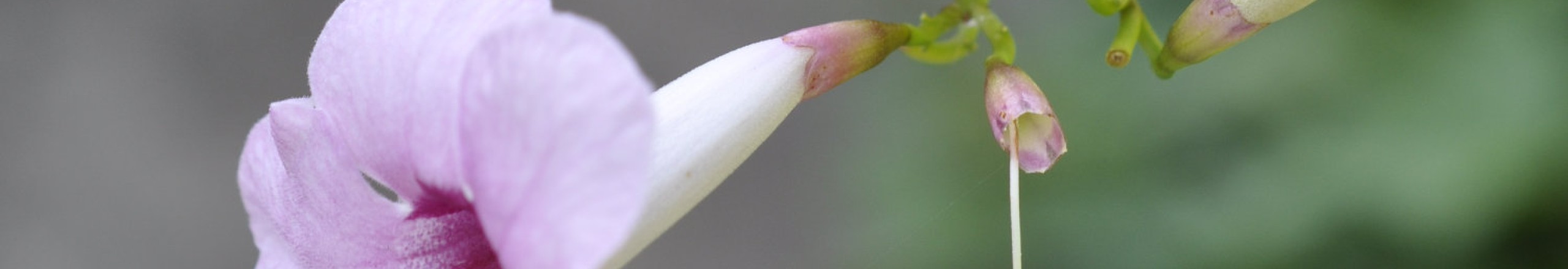 Family Bignoniaceae, the Bignonia or Trumpet Vine Family
