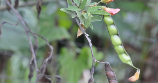 Family Fabaceae, the Legume, Pea or Bean Family