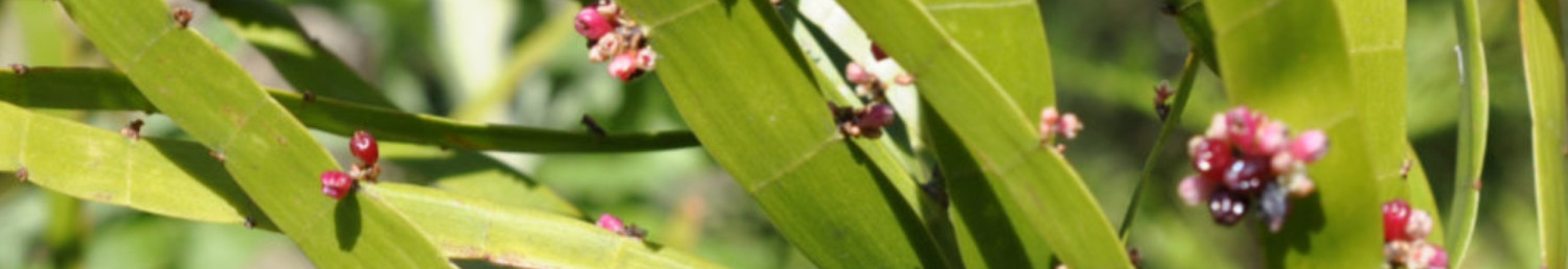 Family Polygonaceae, the Knotweed or Smartweed-Buckwheat Family