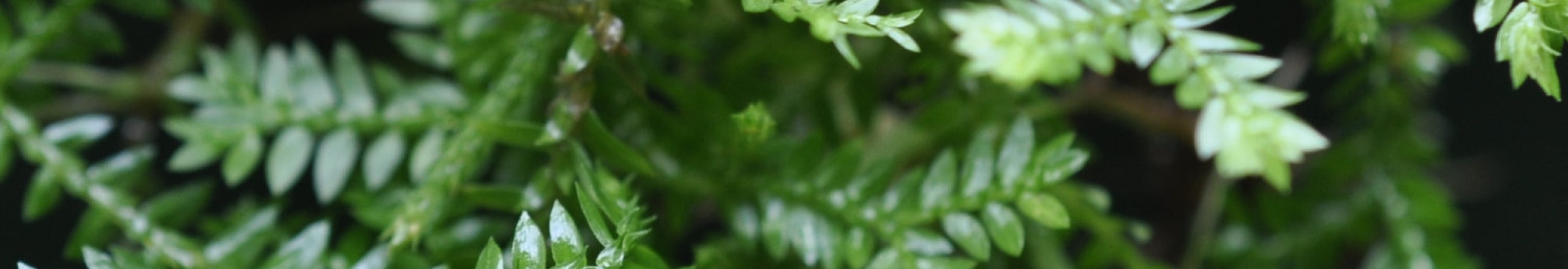 Family Selaginellaceae, the Spikemoss or Lesser Clubmoss Family