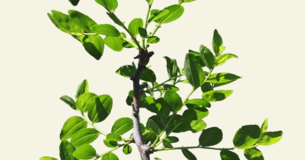 Jujube Tree Cultivars