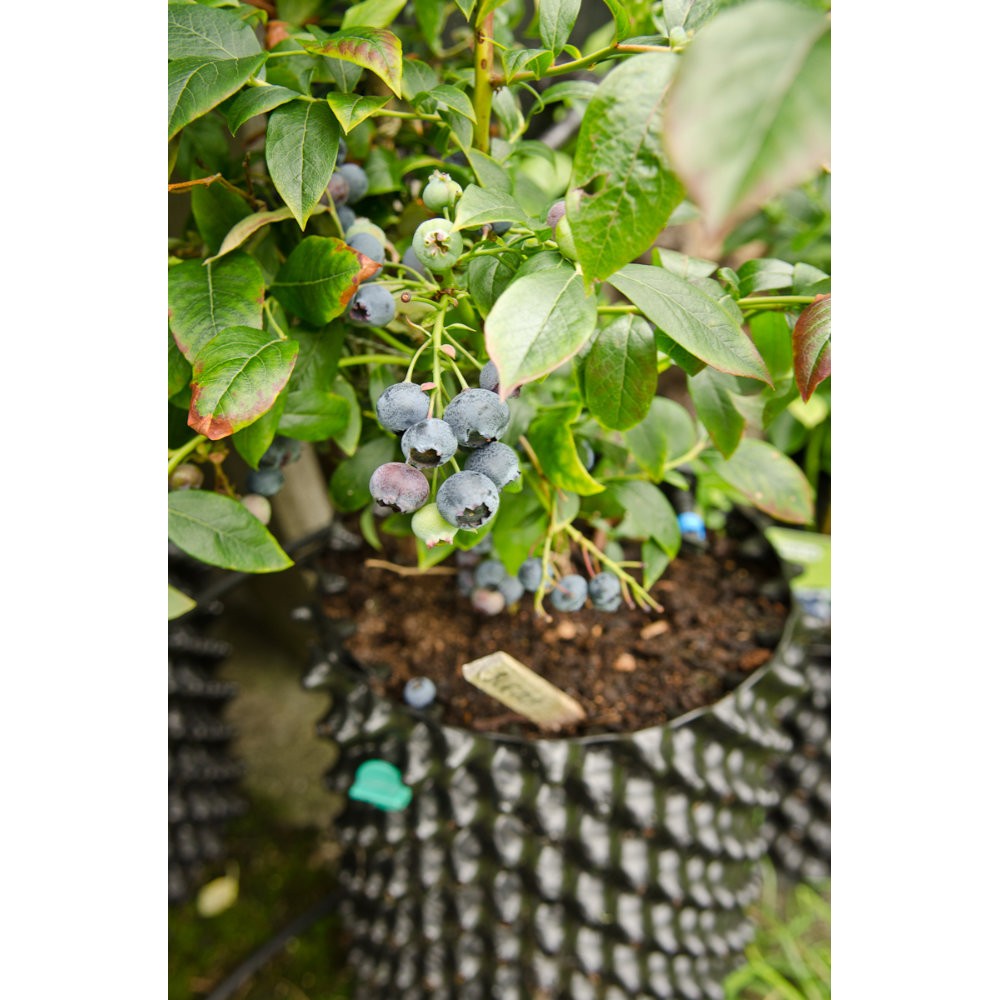 Air-Pot Container Garden - Small (3 L) - from 1 Unit