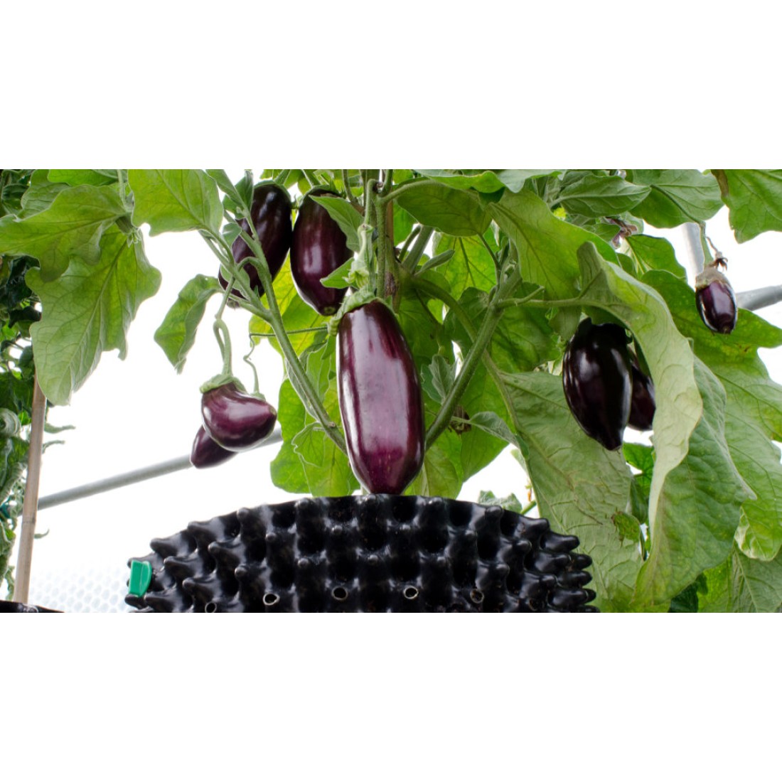 Air-Pot Container Garden - Large (20 L) - from 1 Unit