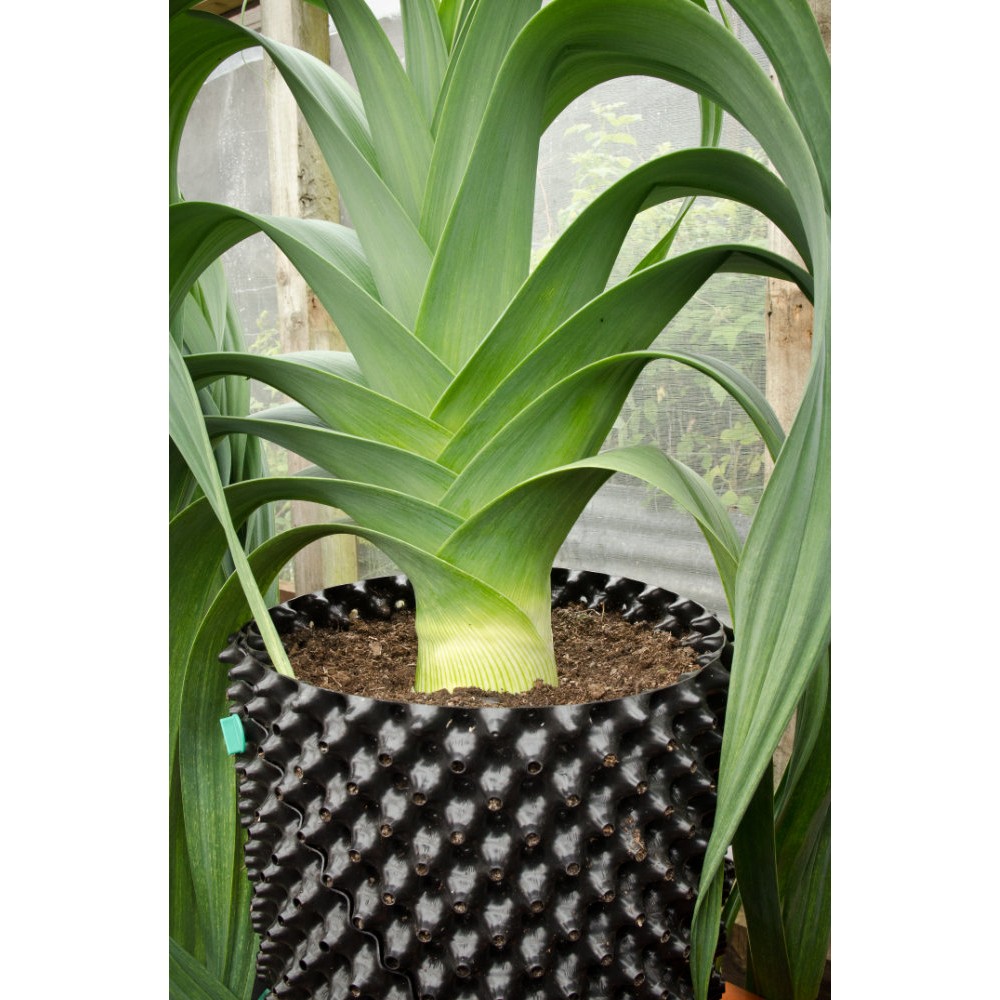 Air-Pot Container Garden - Extra Large (38 L) - from 1 Unit