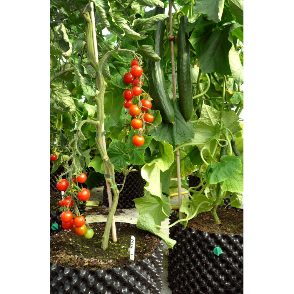 Air-Pot Container Garden - Large (20 L) - from 1 Unit