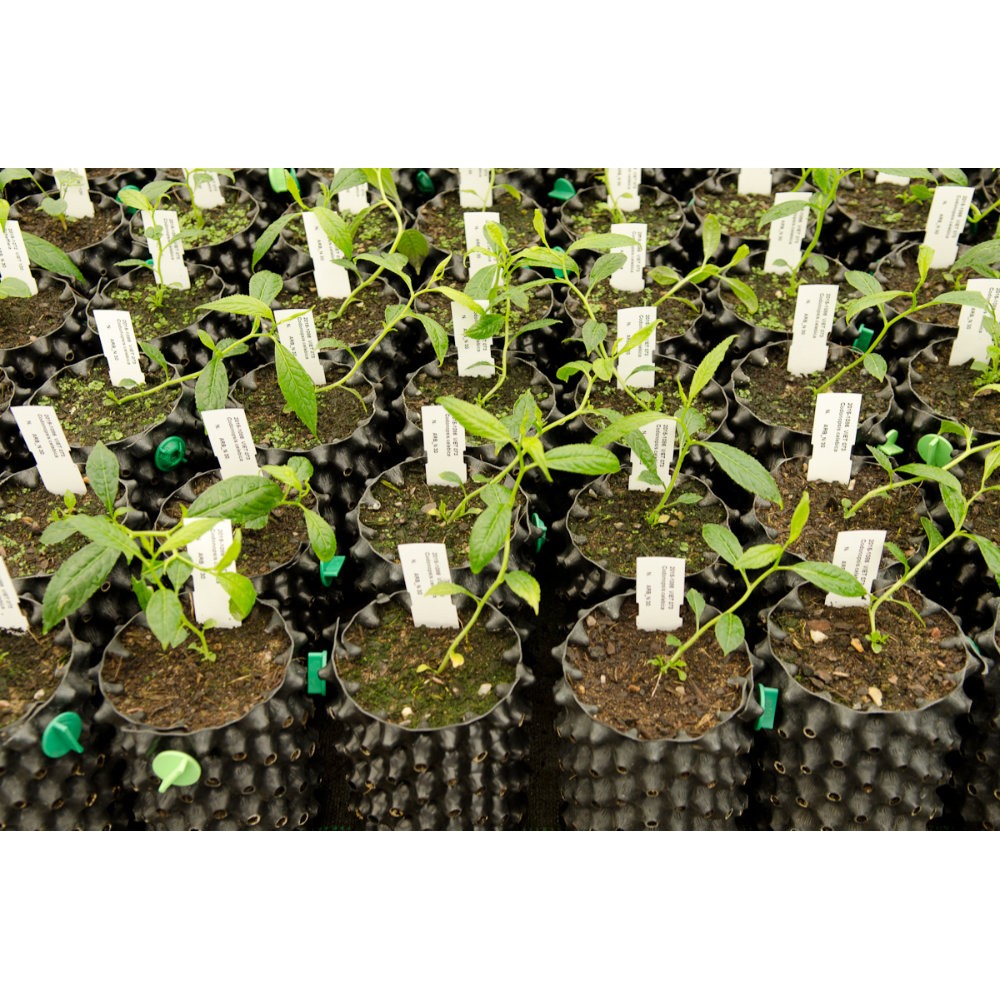 Air-Pot Container Prop-Pot (1 L) - from 1 Unit