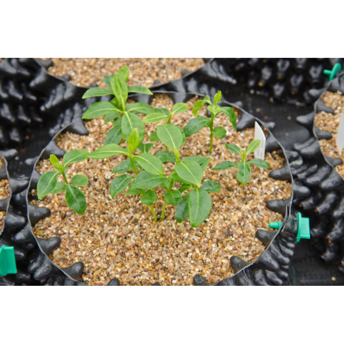 Air-Pot Container Small Seed Tray (4.1 L) - from 1 Unit