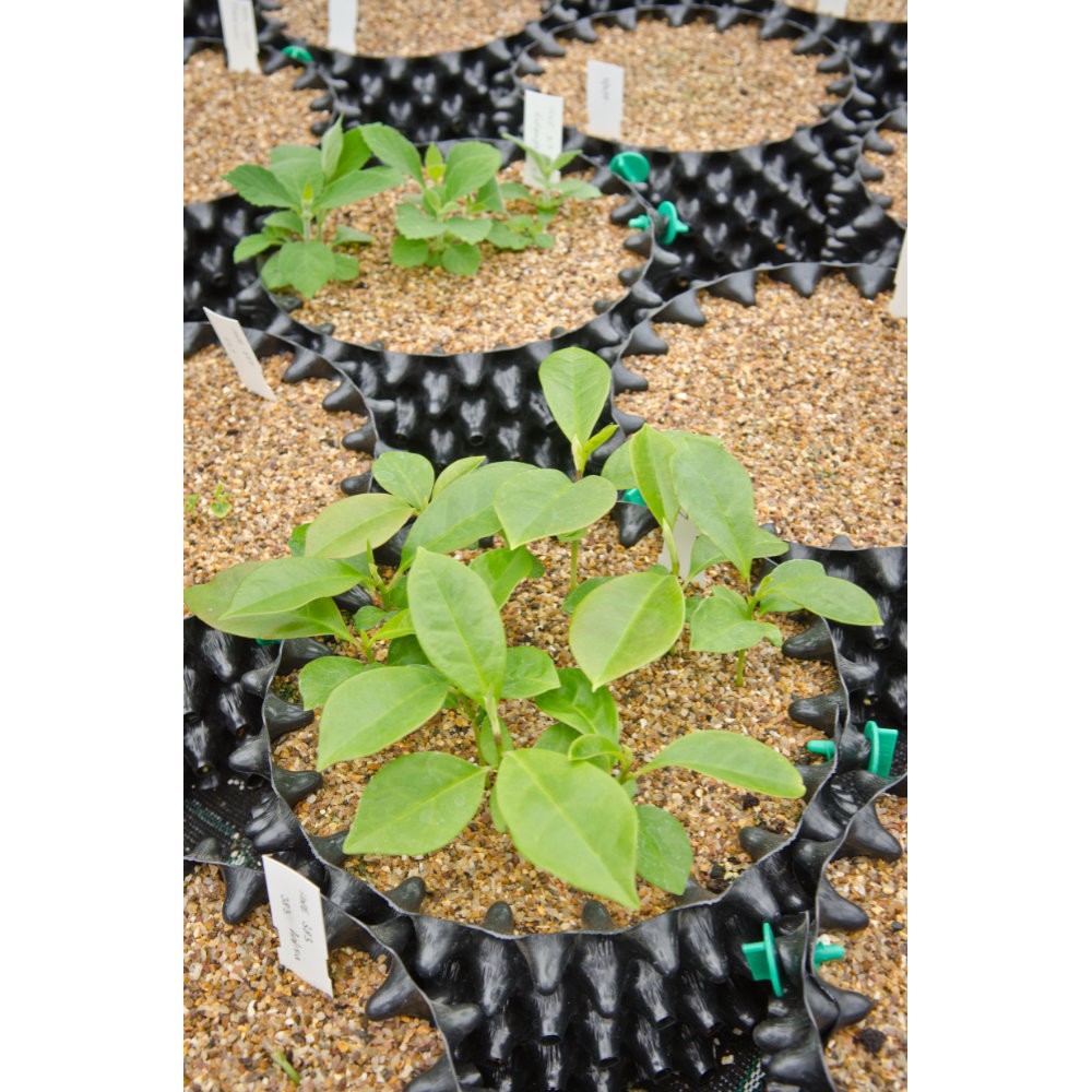 Air-Pot Container Small Seed Tray (4.1 L) - from 1 Unit