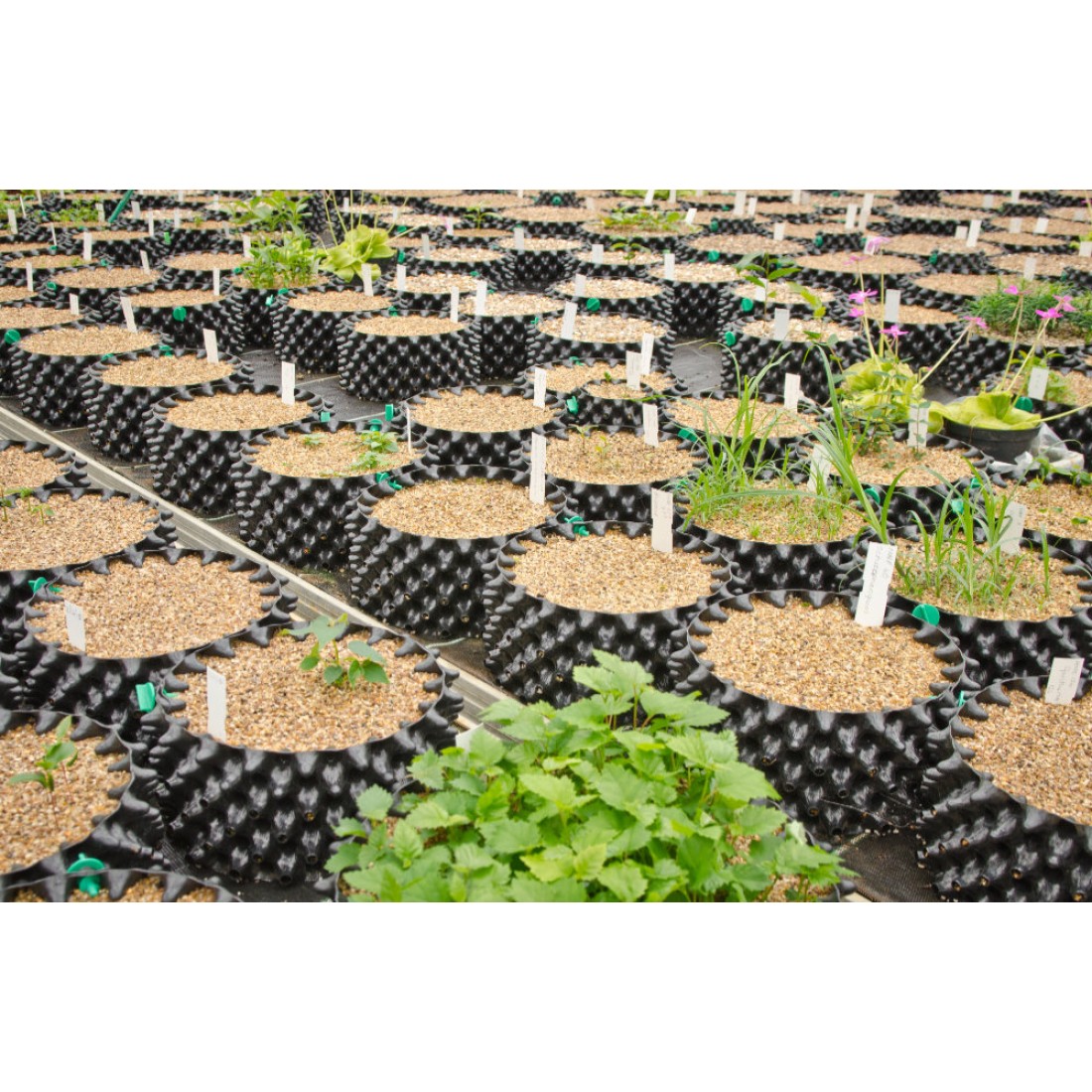 Air-Pot Container Small Seed Tray (4.1 L) - from 1 Unit