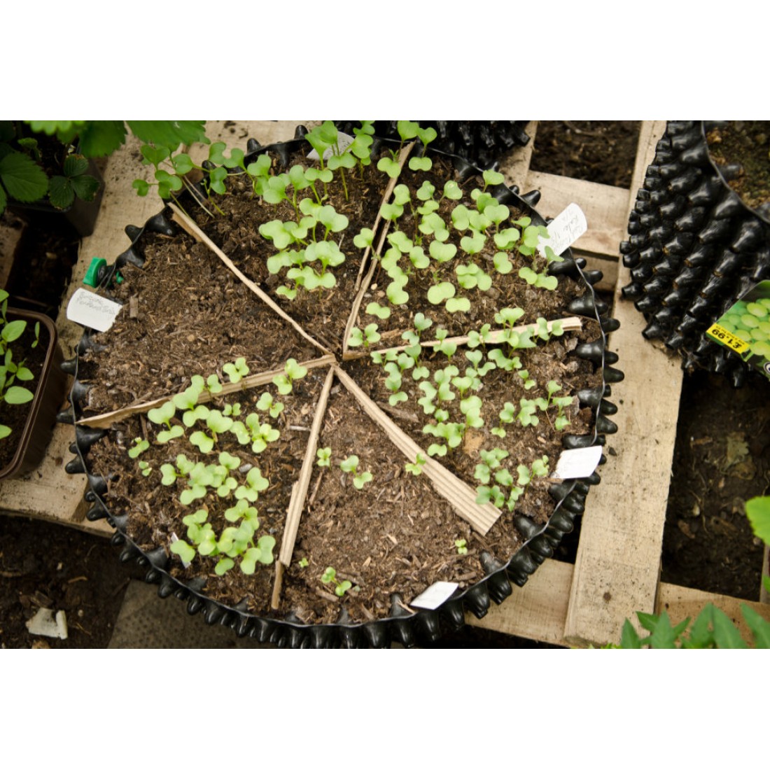 Air-Pot Container Large Seed and Salad/Herb Tray (9.4 L) NON-SPEC ...