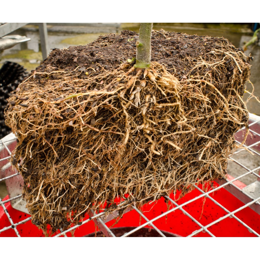 Air-Pot Container Garden - Large (20 L) - from 1 Unit