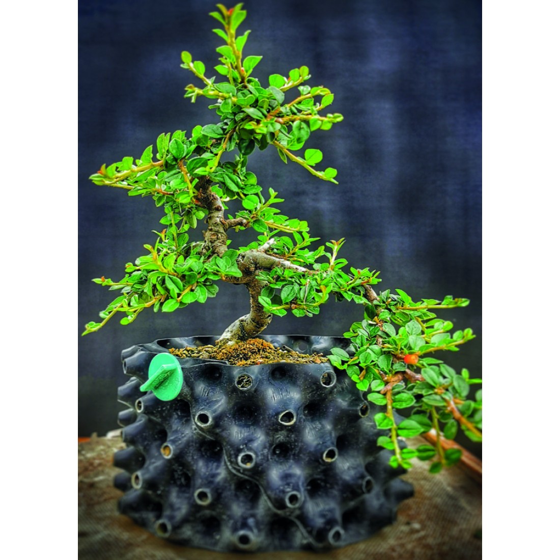 Air-Pot ® Bonsai Training Pot (1.5 L) - from 1 Unit