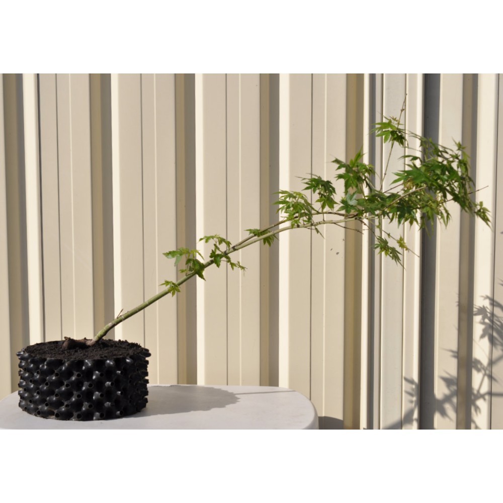 Bonsai Starter: Green-leaf Japanese Maple (Acer palmatum 'Aoyagi' x) in ...