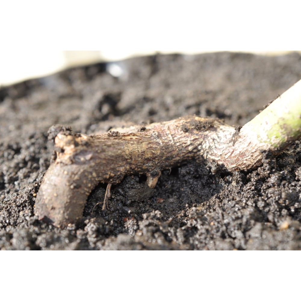Bonsai Starter: Green-leaf Japanese Maple (Acer palmatum 'Aoyagi' x) in ...