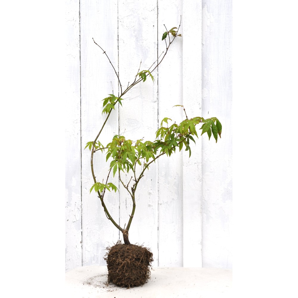 Japanese Maple (Acer palmatum) as Propagation Material
