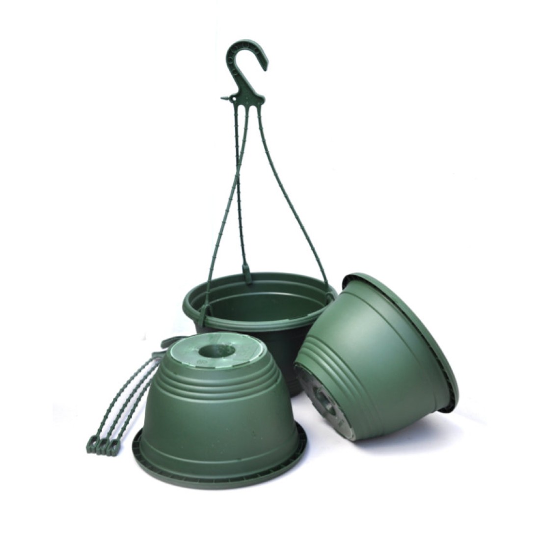 Brahmi/Bacopa/Memory Herb (Bacopa monnieri) and Gotu Kola/Mandukaparni ...