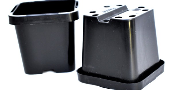 Twenty-Four 66 mm Square Squat Pots