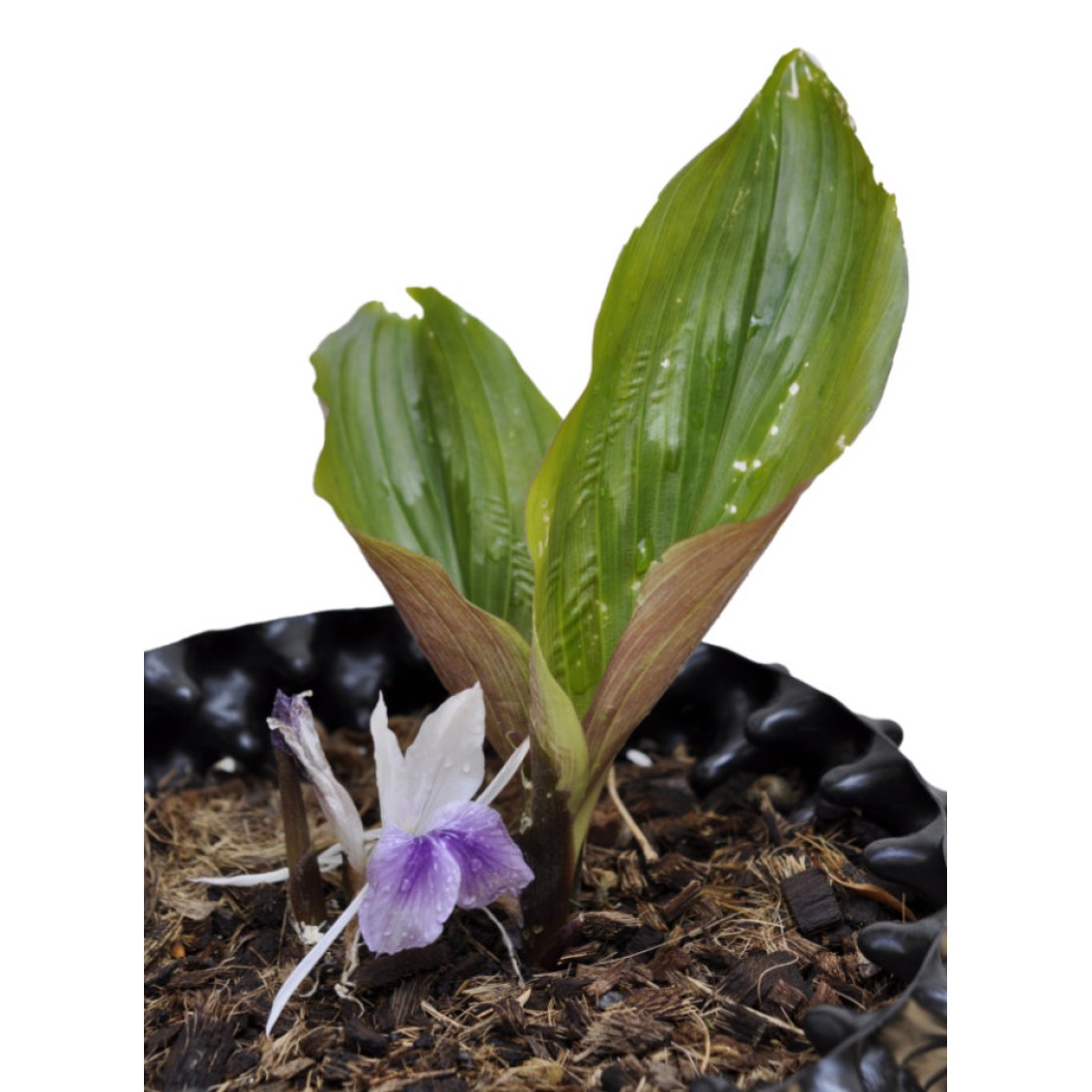 Kaempferia rotunda (Peacock Ginger, Bhumi Champa) in 9 L Air-Pot