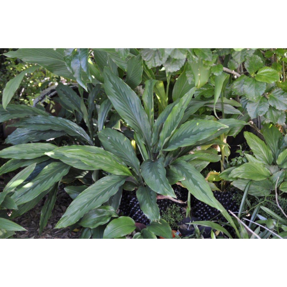 Kaempferia rotunda (Peacock Ginger) in 9 L Air-Pot Container