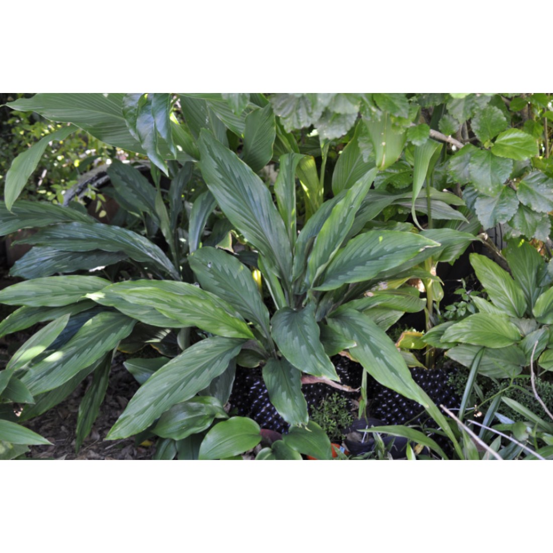 Kaempferia rotunda (Peacock Ginger) in 9 L Air-Pot Container