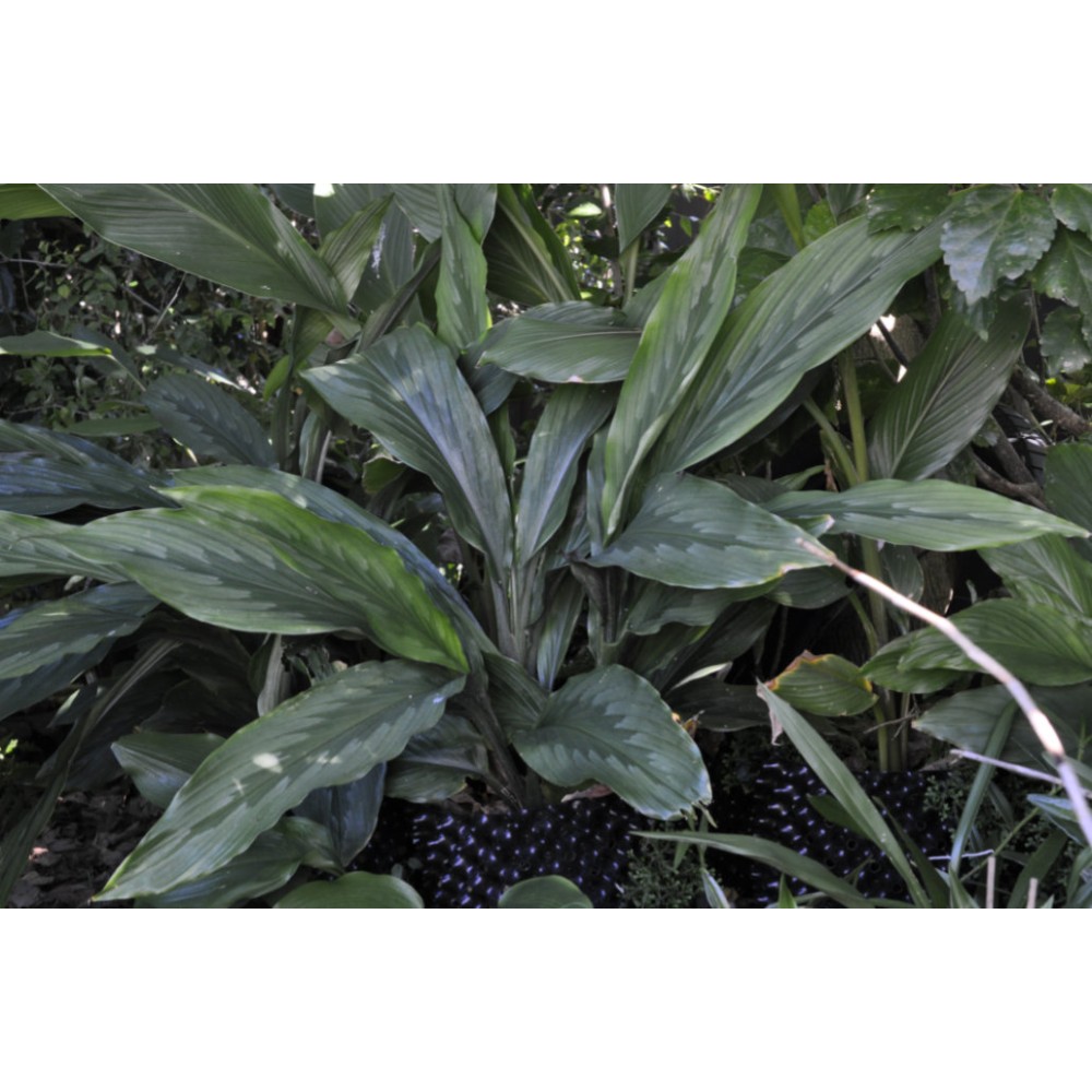 Kaempferia rotunda (Peacock Ginger) in 9 L Air-Pot Container