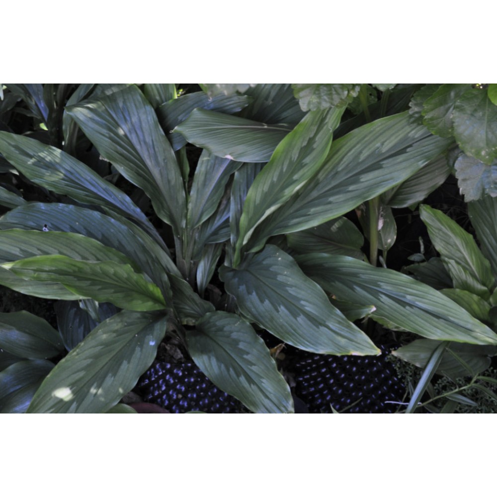 Kaempferia rotunda (Peacock Ginger) in 9 L Air-Pot Container
