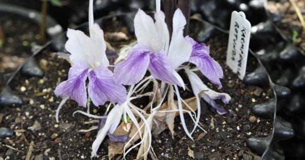 Kaempferia rotunda (Peacock Ginger) as Propagation Material