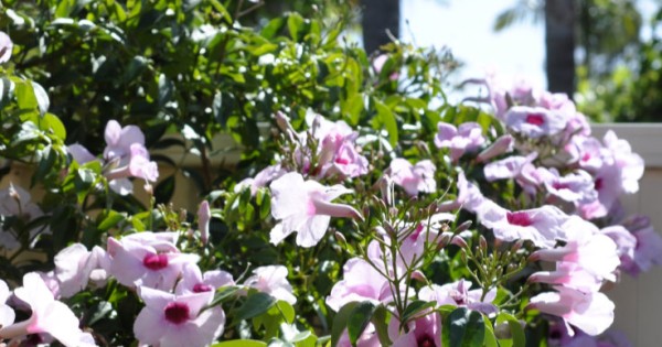 Bower of Beauty (Pandorea jasminoides), Pink, as Propagation Material