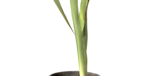 Bearded Iris (Iris × germanica) Lucky Dip as Propagation Material