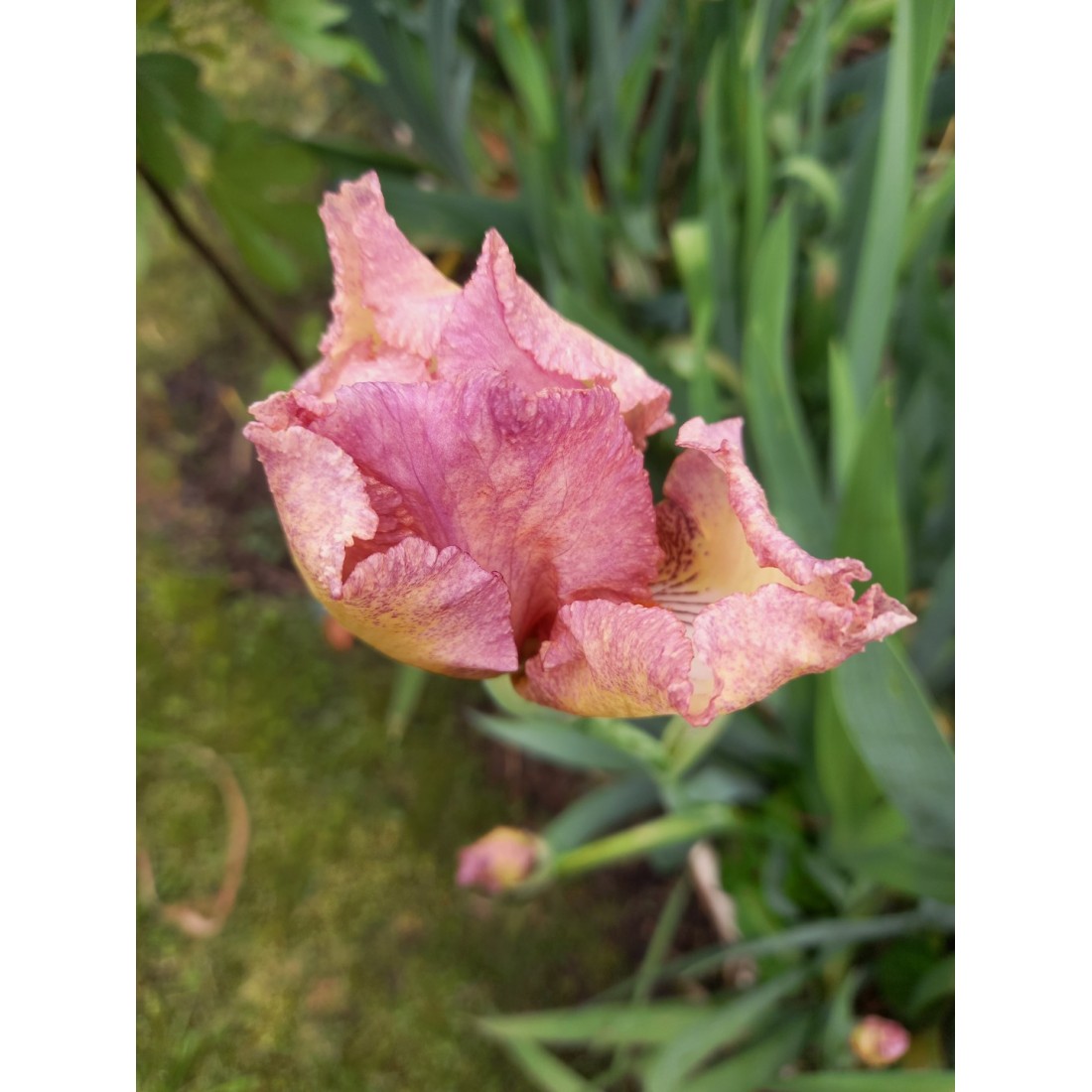 Bearded Iris (Iris × germanica) Lucky Dip!