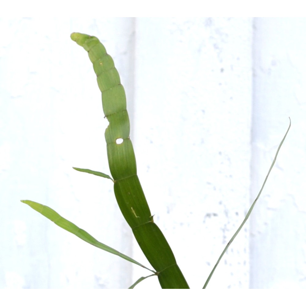Centipede/Tapeworm/Ribbonbush Plant (Muehlenbeckia platyclada) in 200 ...