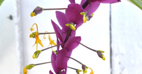 Dancing Ladies Ginger (Globba winitii) in 3 L Air-Pot Container