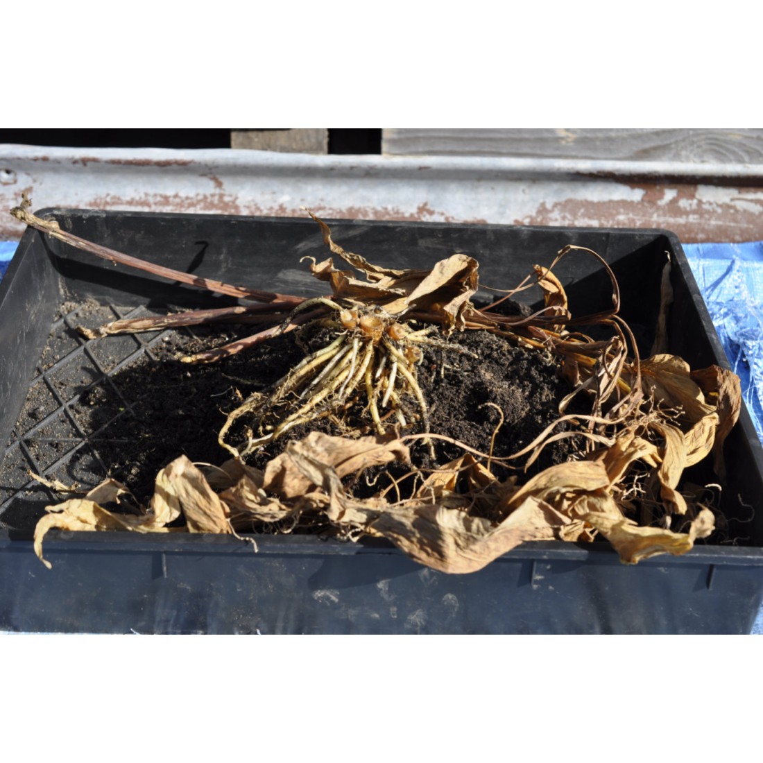 Dancing Ladies Ginger (Globba winitii) Dormant Rhizome Clump