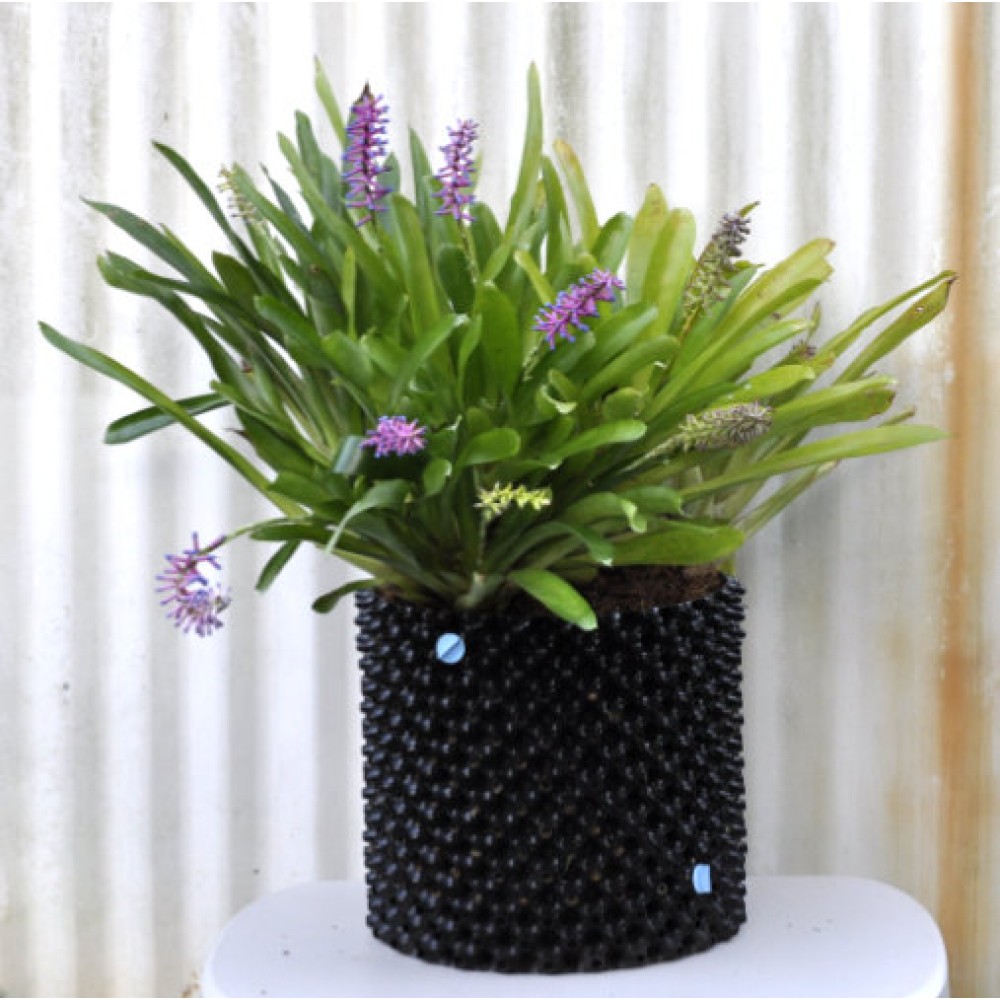 Matchstick Bromeliad (Aechmea gamosepala) in 20 L Air-Pot Container ...