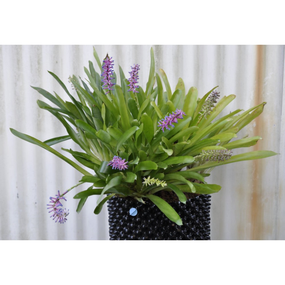 Matchstick Bromeliad (Aechmea gamosepala) in 20 L Air-Pot Container ...